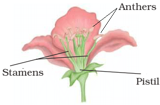 NCERT Solutions Class 6 Science Chapter 7 Getting to Know Plants ...