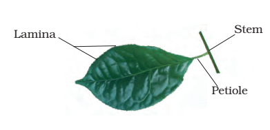 NCERT Solutions Class 6 Science Chapter 7 Getting to Know Plants ...